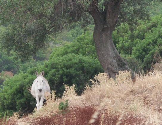 Wanderurlaub im Feriendorf Zum Störrischen Esel auf Korsika