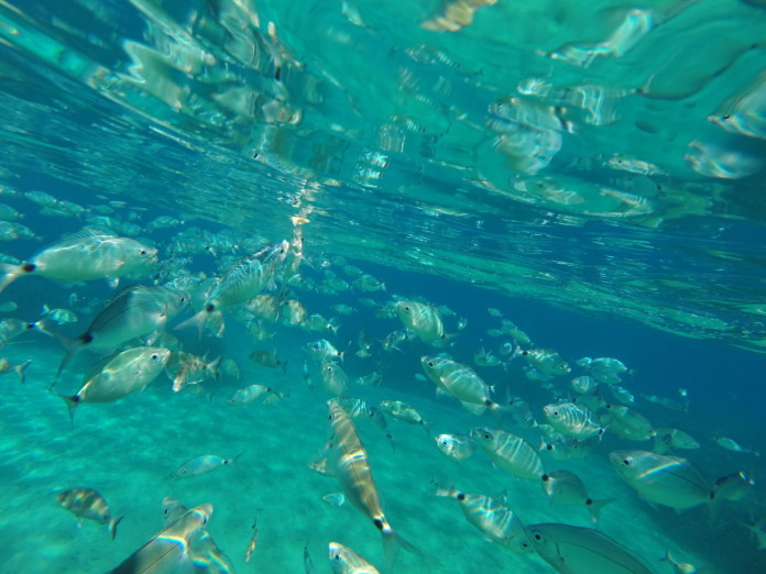 Angeln und Sportfischen auf Korsika